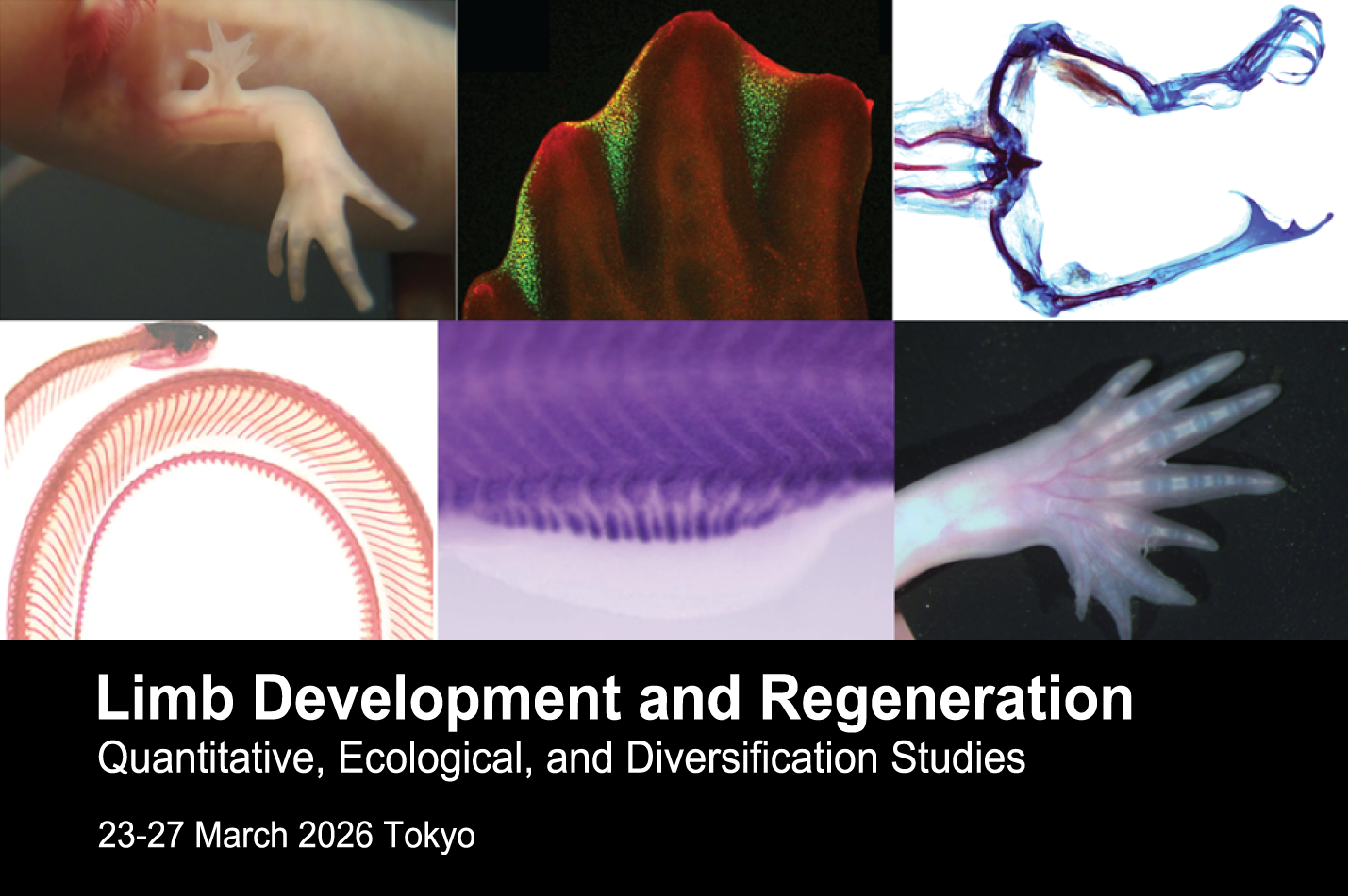 Limb Development and Regeneration